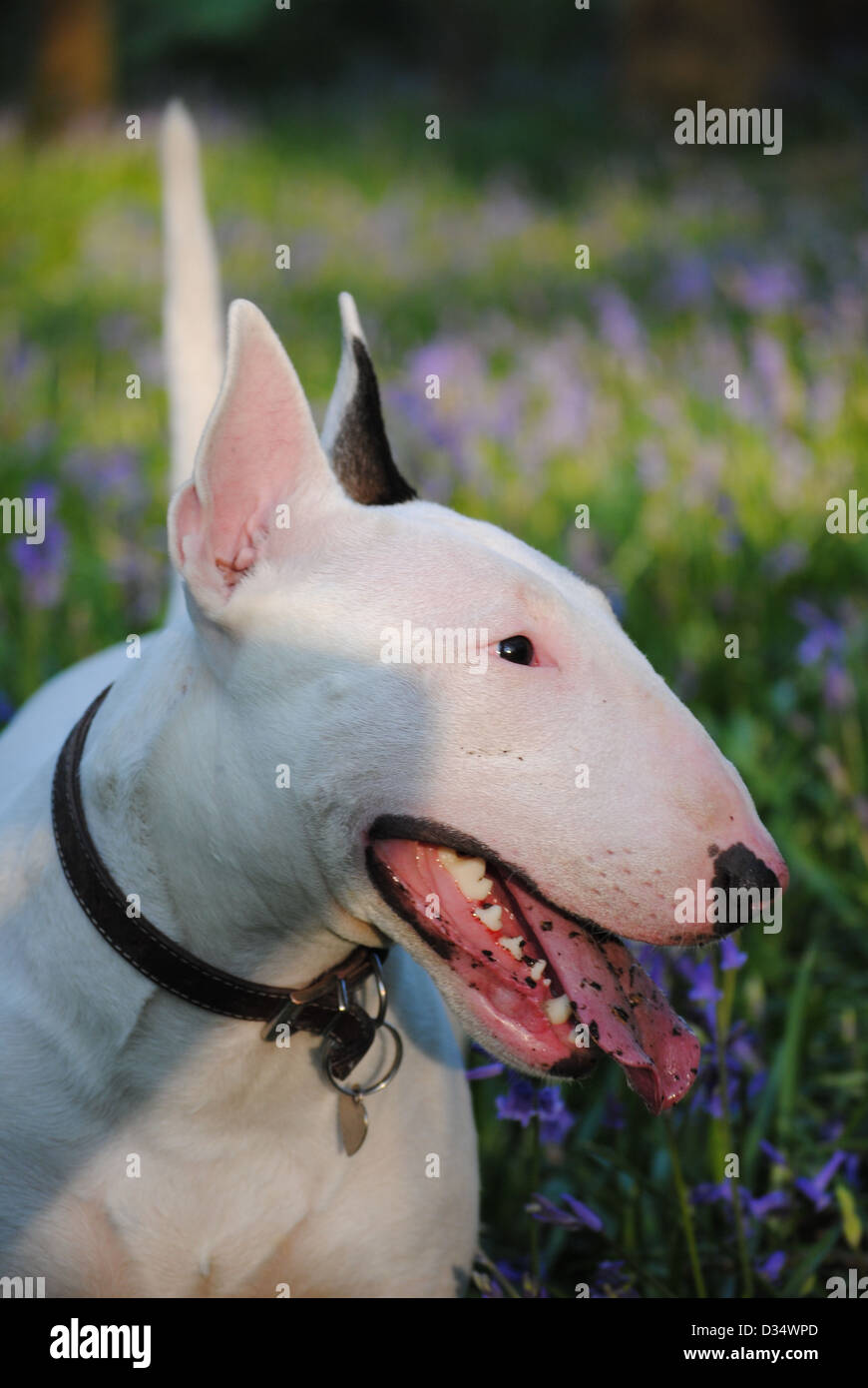 Inglese white terrier immagini e fotografie stock ad alta risoluzione ...