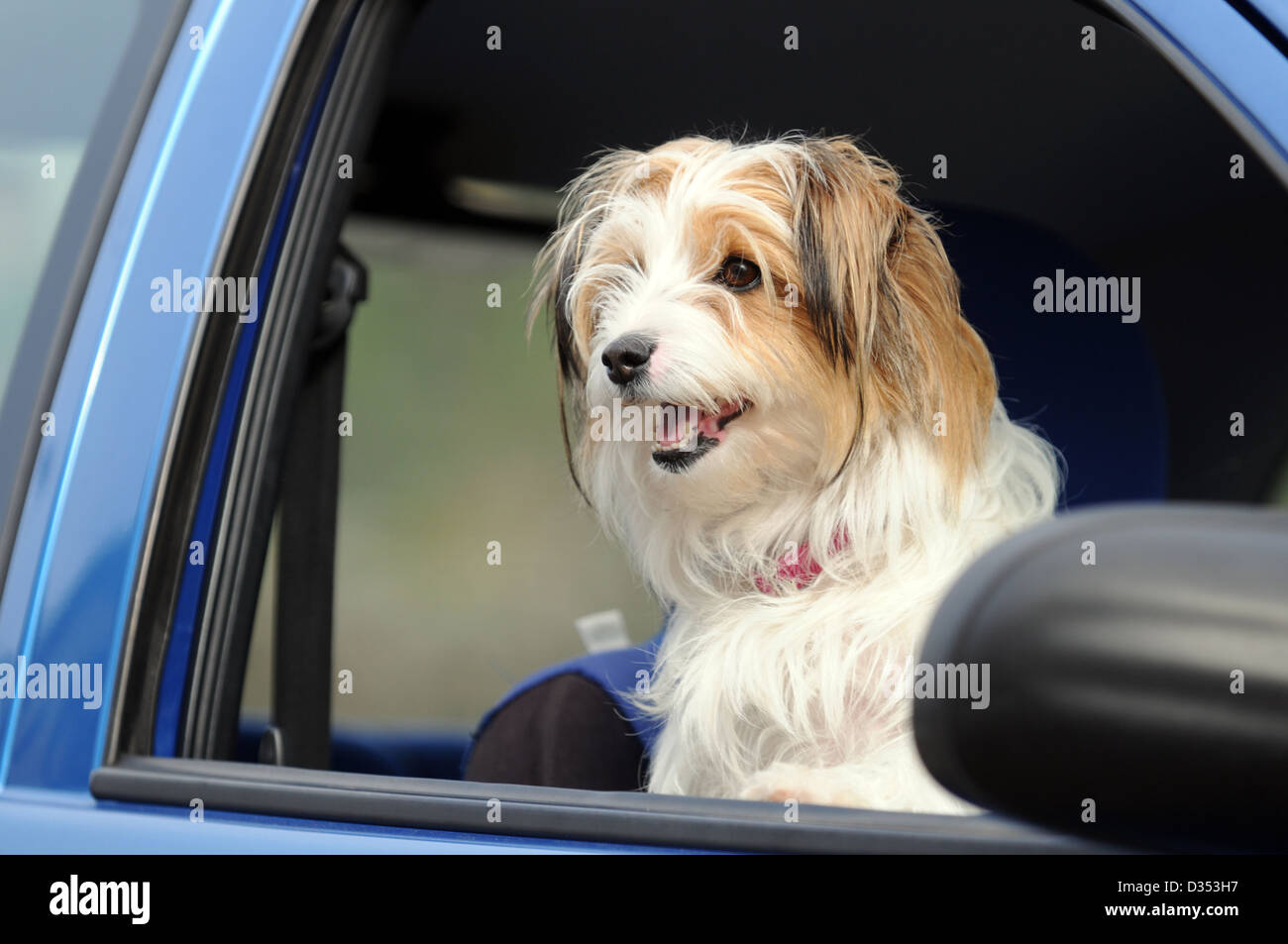 Cane che guida in auto immagini e fotografie stock ad alta risoluzione ...
