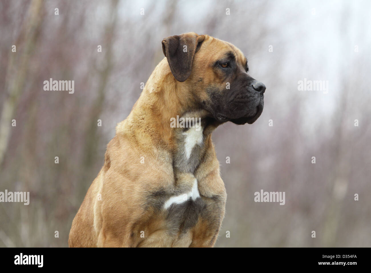 Cane Cane Corso / Italiano dei Molossi adulto profilo verticale Foto ...