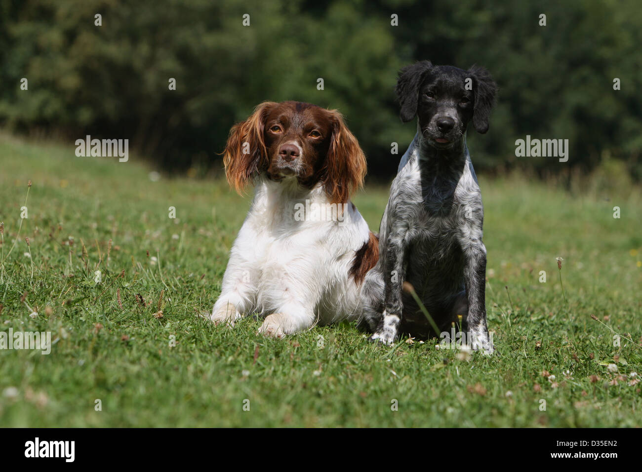 Cane Epagneul Breton / Epagneul Breton adulto e cucciolo di colori ...