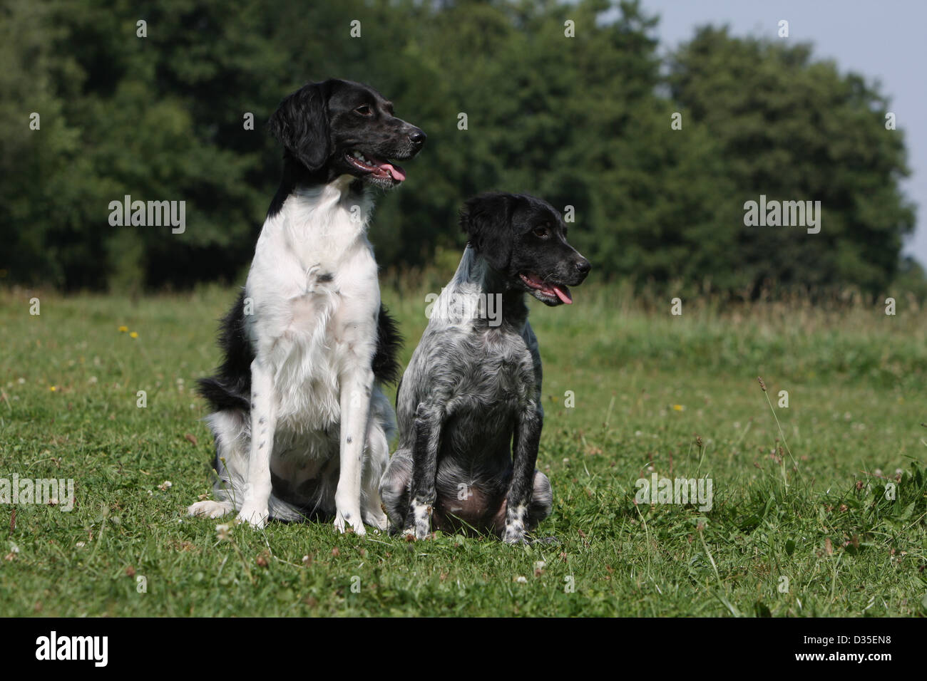 Cane Epagneul Breton / Epagneul Breton adulto e cucciolo di colori ...