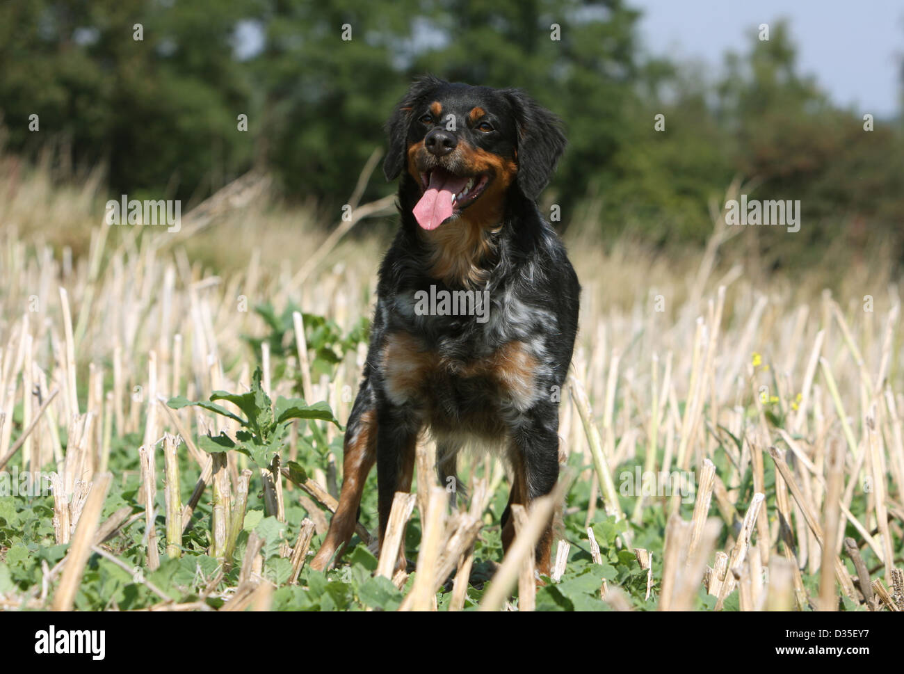 Cane Epagneul Breton / Epagneul Breton per adulti (tricolore nero ...