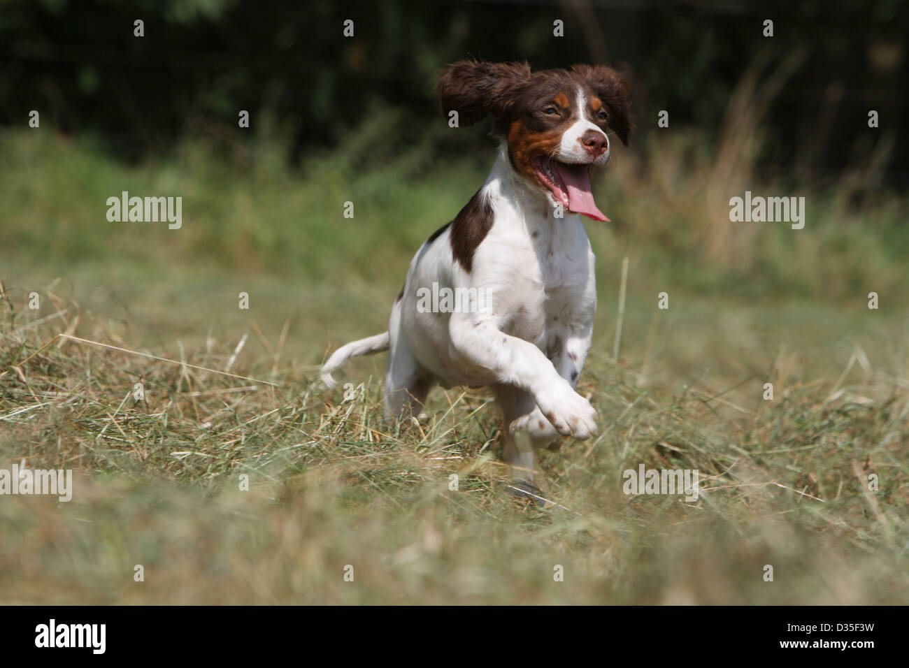 Cane Epagneul Breton / Epagneul Breton cucciolo in esecuzione in un ...