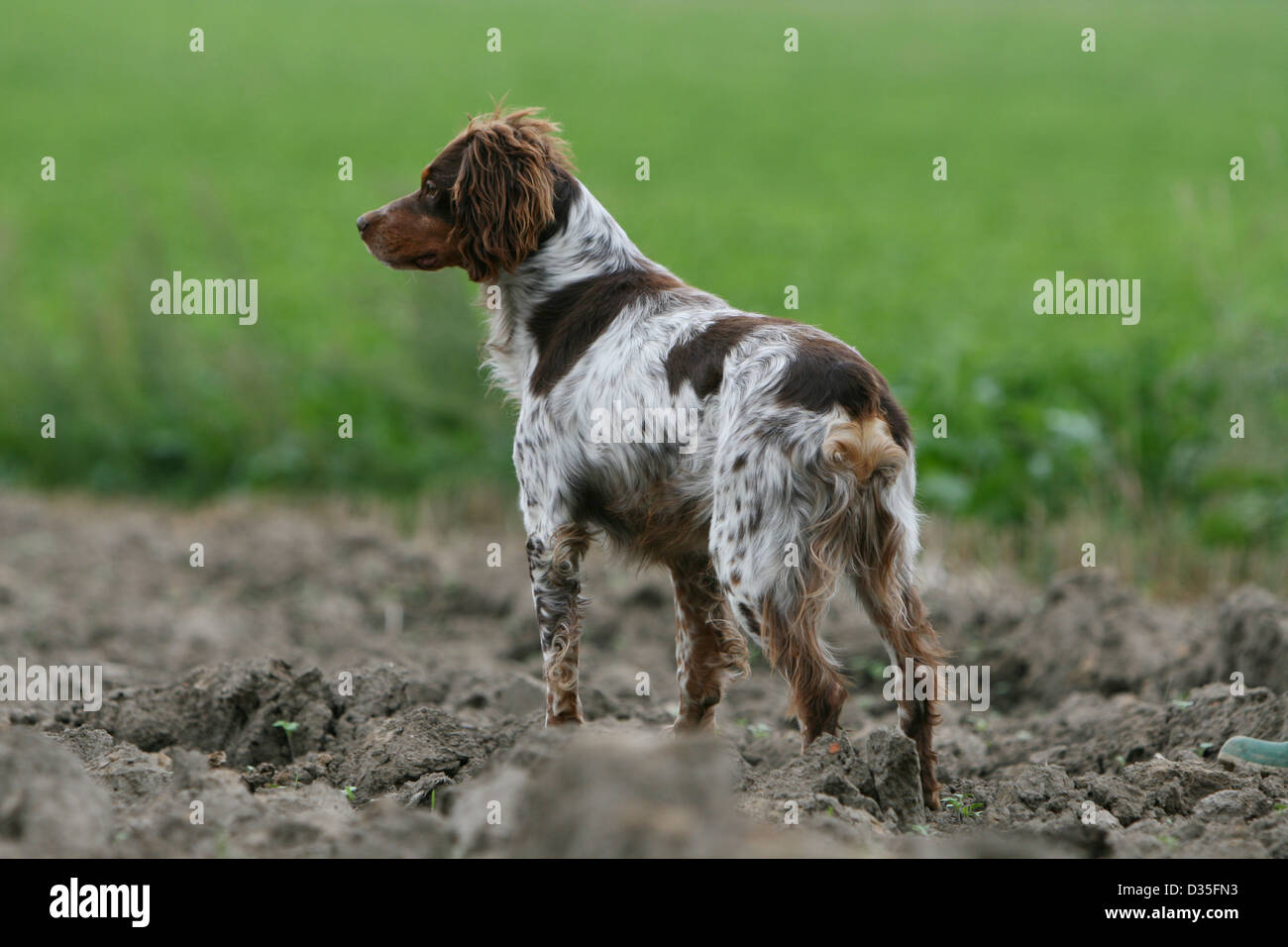 Cane Epagneul Breton / Epagneul Breton adulto (fegato tricolore) in ...
