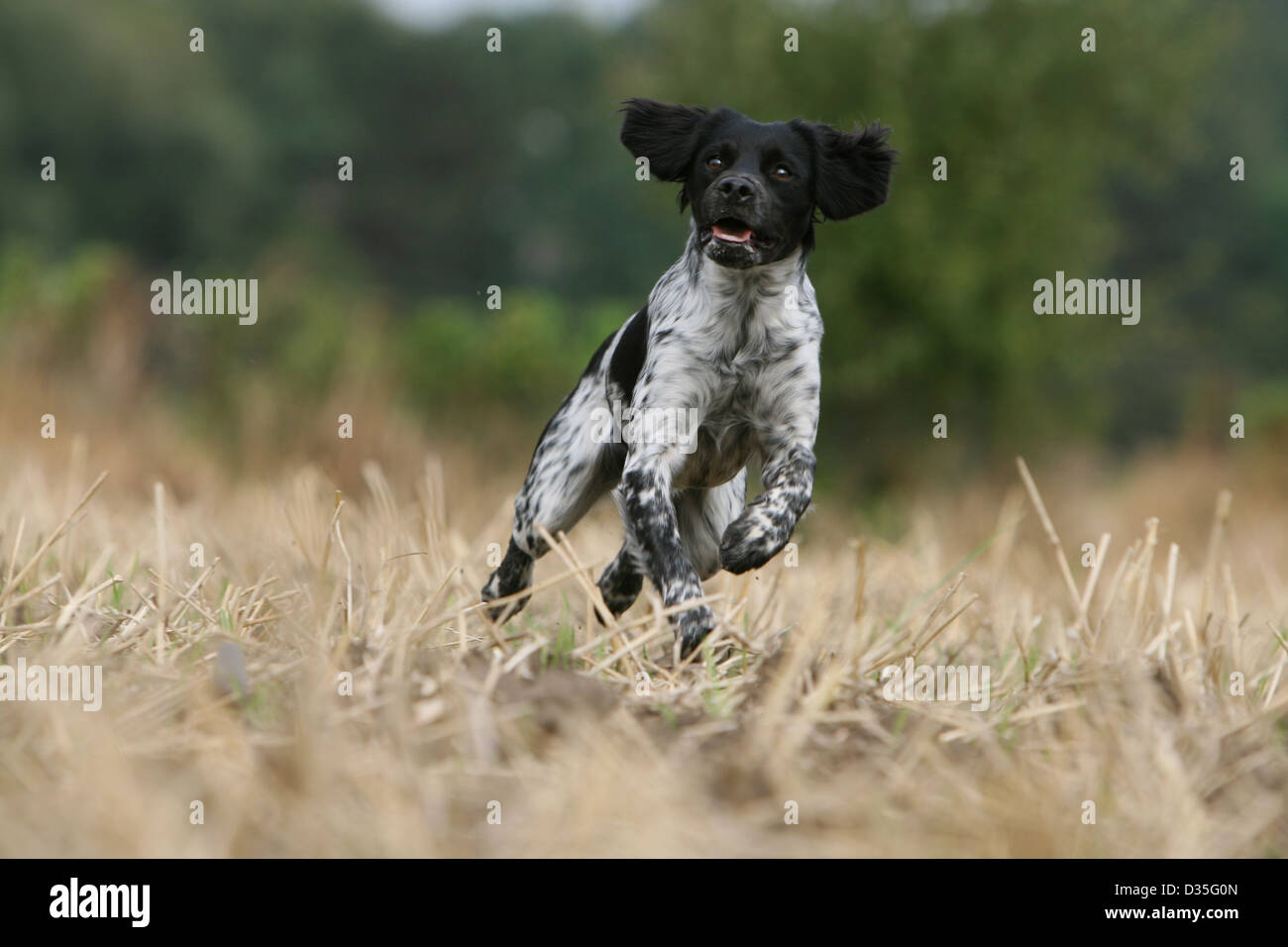 Cane Epagneul Breton / Epagneul Breton per adulti (bianco e nero) in ...
