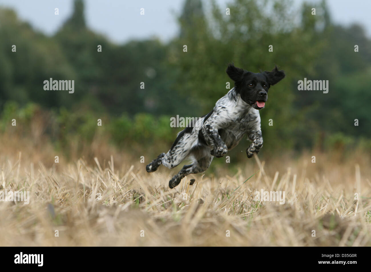 Cane Epagneul Breton / Epagneul Breton per adulti (bianco e nero) adulto salto in un campo Foto ...