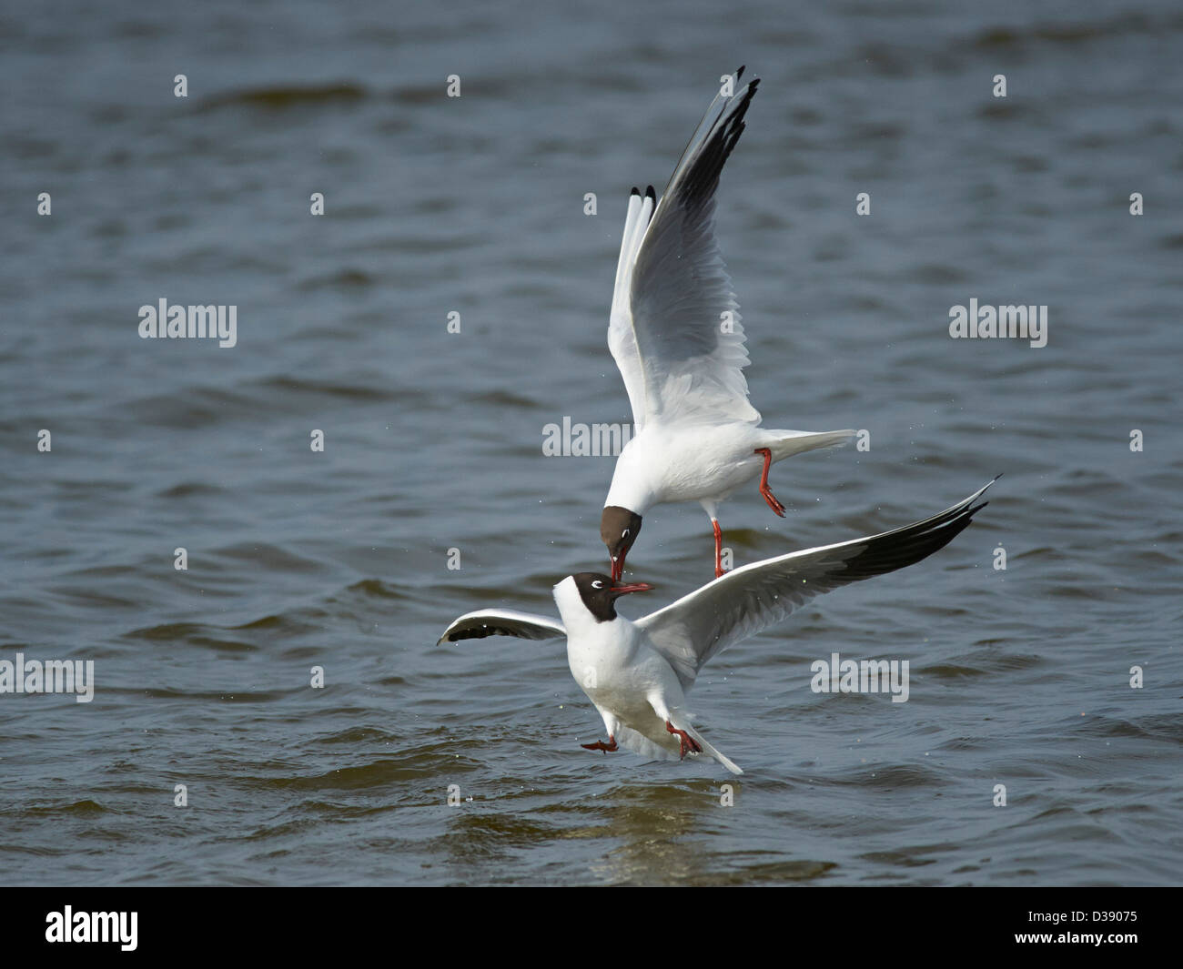 Gabbiani dalla testa nera che combattono immagini e fotografie stock ad ...