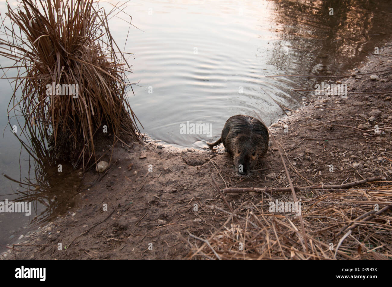 Nutria erbivora immagini e fotografie stock ad alta risoluzione - Alamy