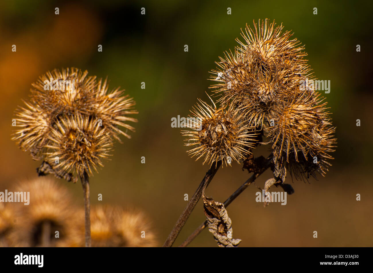 Seme di bardana immagini e fotografie stock ad alta risoluzione - Alamy