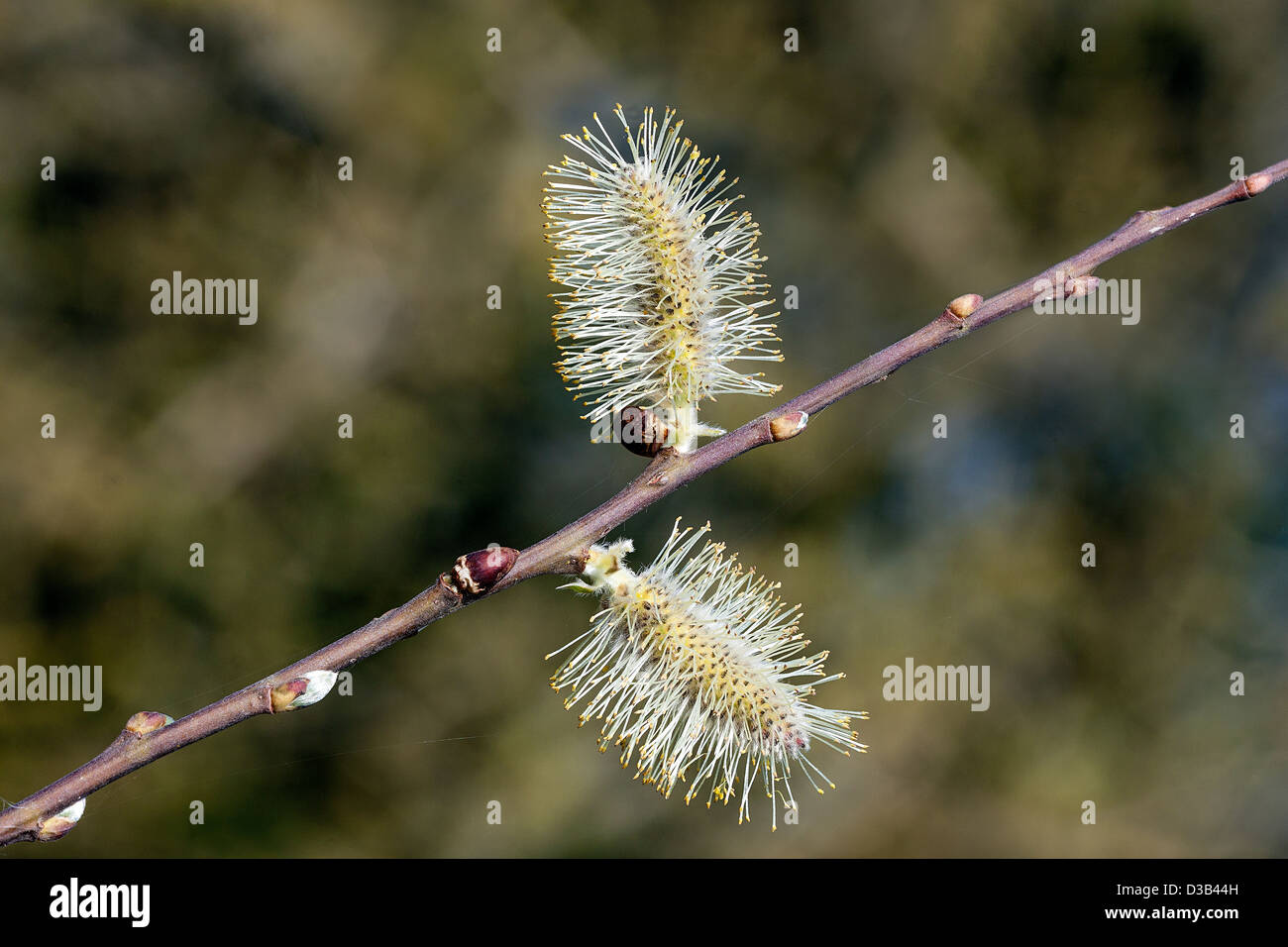 Albero di amenti immagini e fotografie stock ad alta risoluzione - Alamy