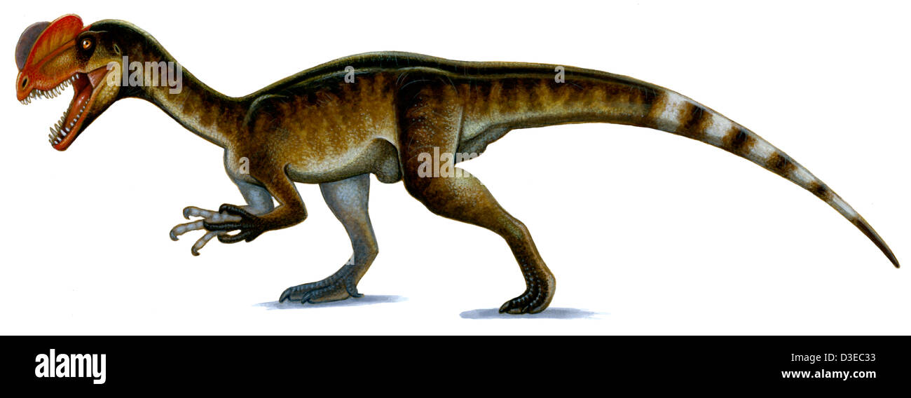 Dilophosaurus wetherilli immagini e fotografie stock ad alta ...