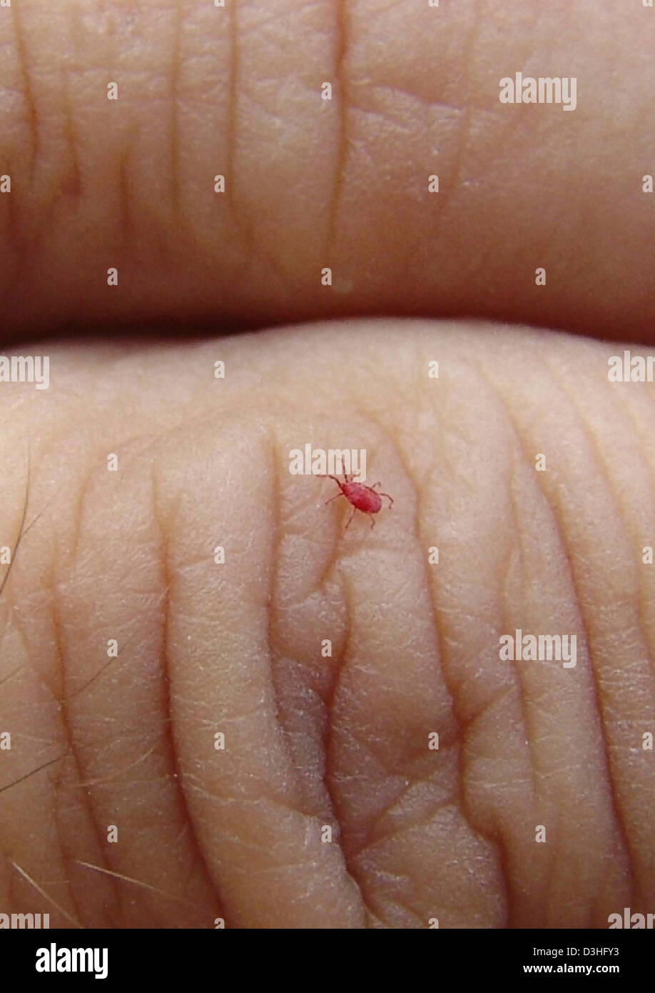 Neotrombicula autumnalis immagini e fotografie stock ad alta ...