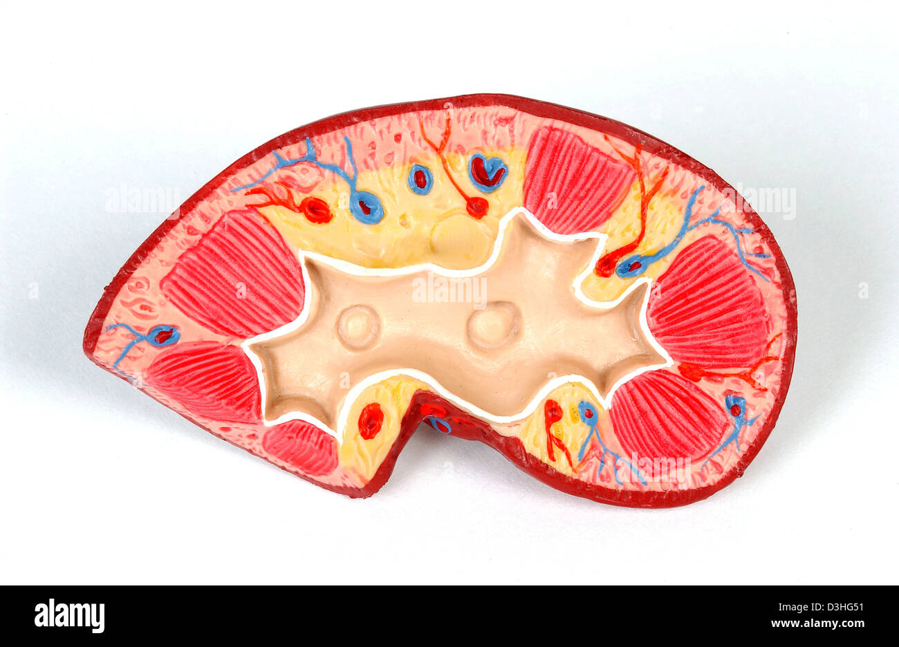 Piramide di reni immagini e fotografie stock ad alta risoluzione - Alamy