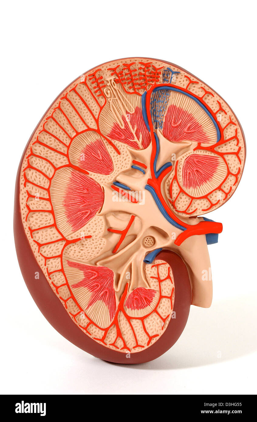 Piramidi piramidi renale rene immagini e fotografie stock ad alta ...