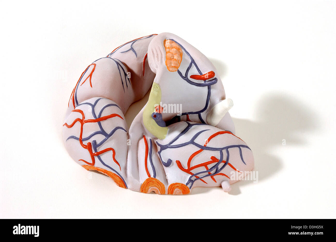 Ampolla rettale anatomia immagini e fotografie stock ad alta ...