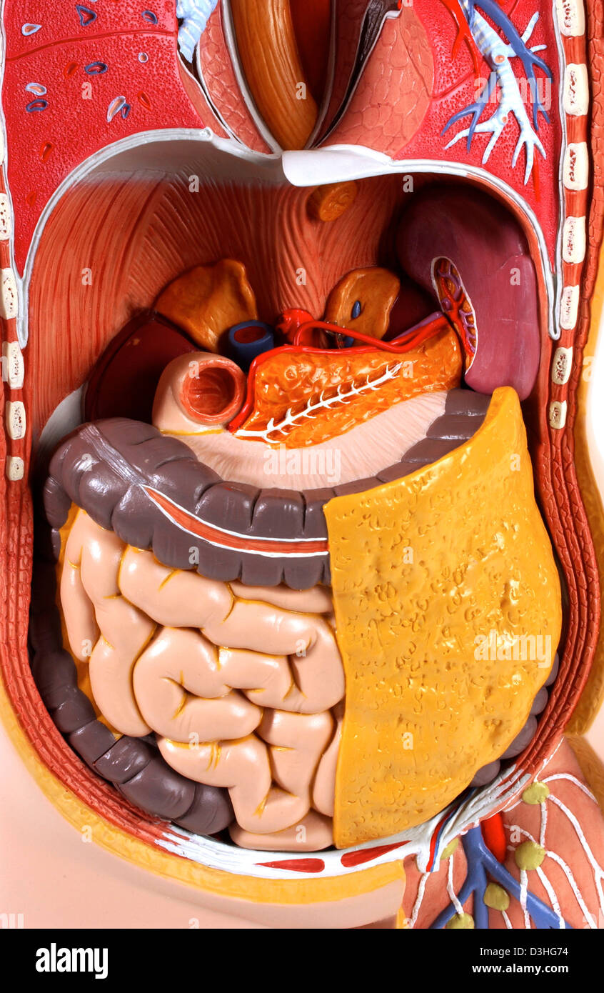 Angolo splenico del colon immagini e fotografie stock ad alta ...