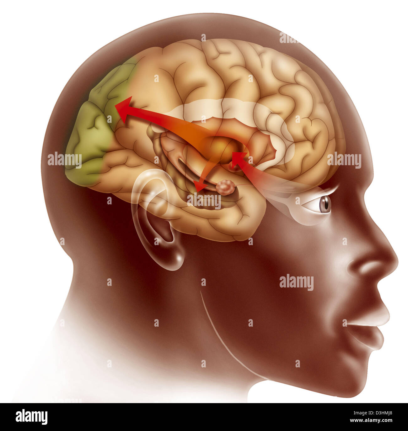 Ippocampo cervello immagini e fotografie stock ad alta risoluzione - Alamy