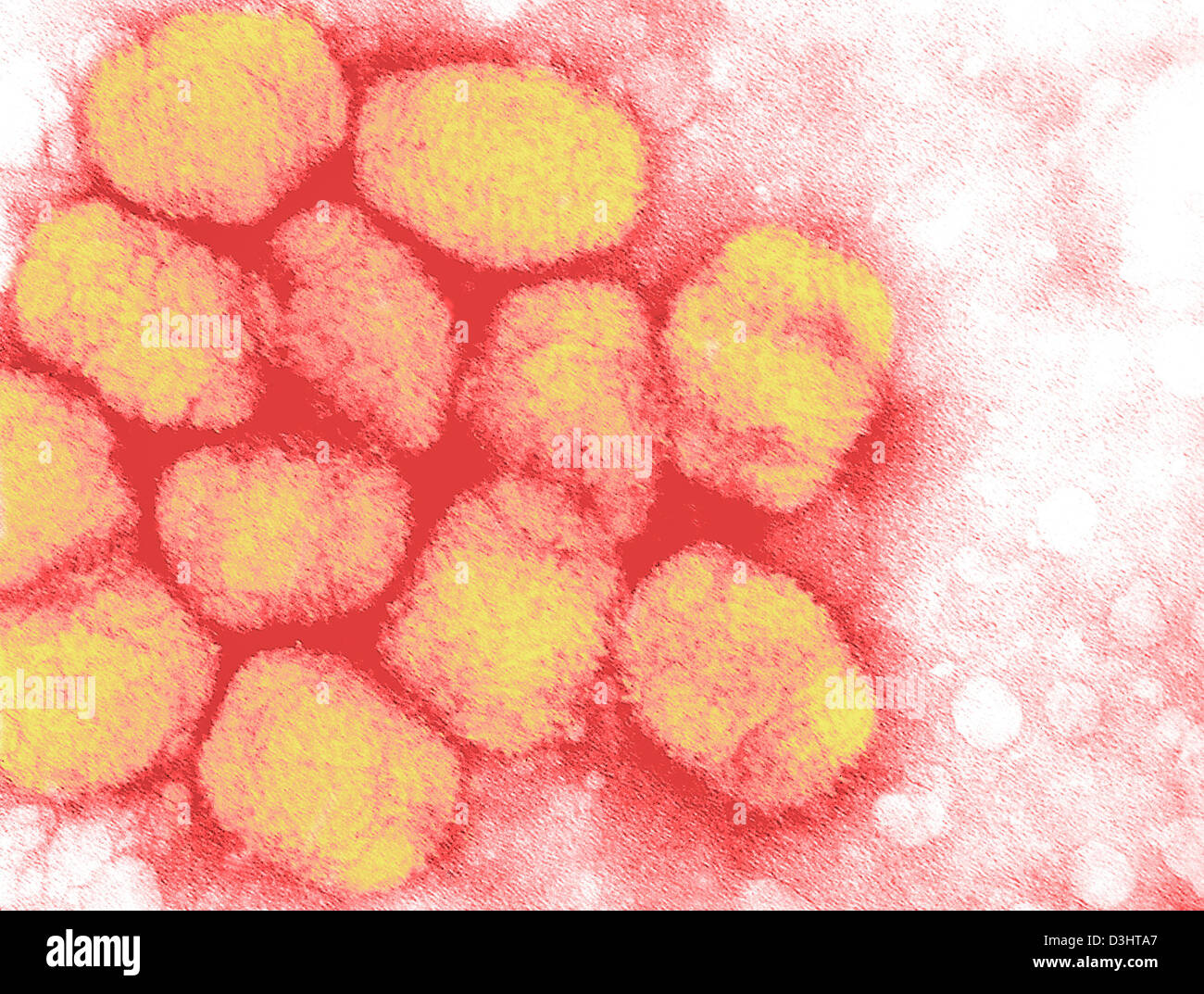 Virus del vaiolo immagini e fotografie stock ad alta risoluzione - Alamy