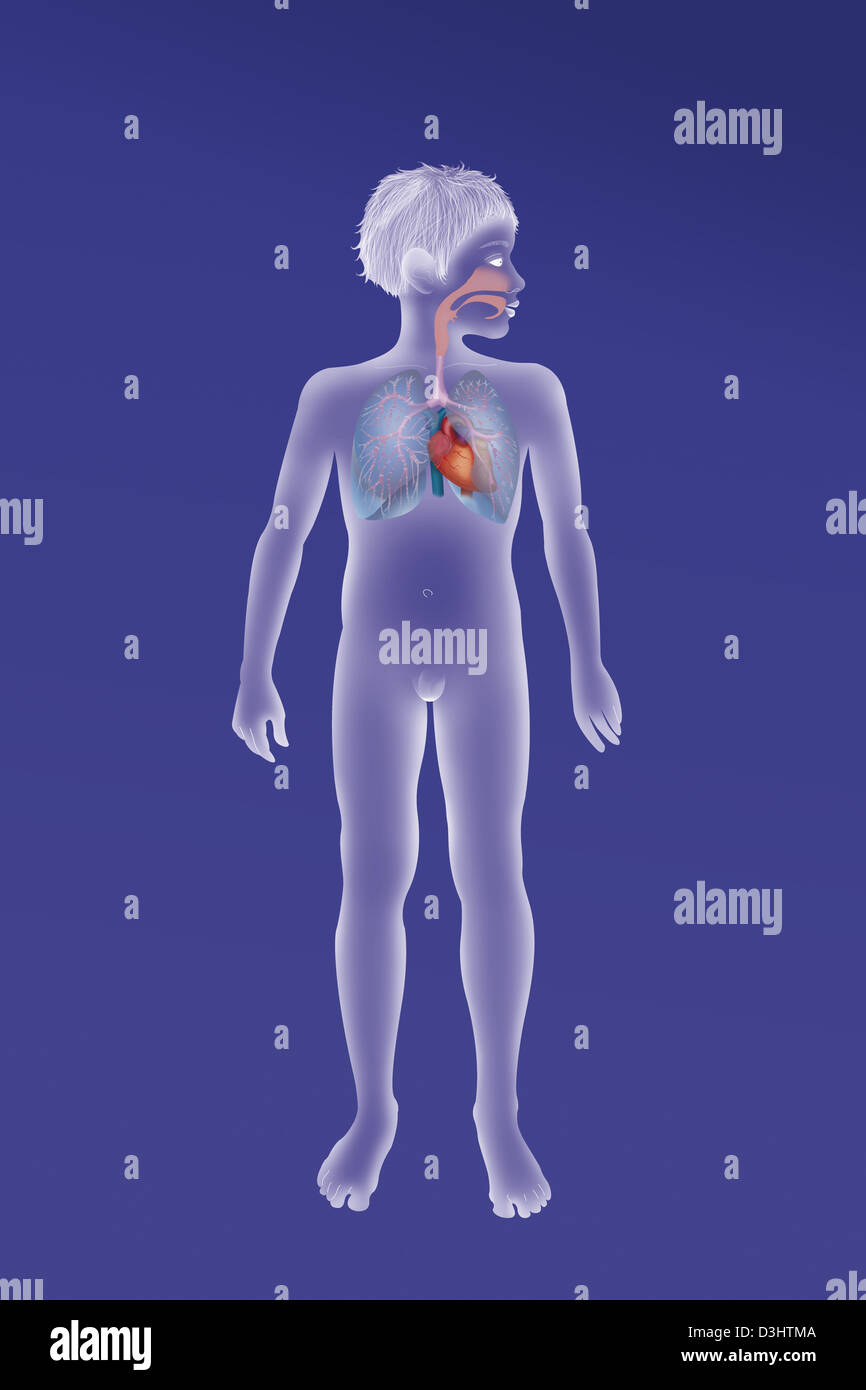 Torace anatomia immagini e fotografie stock ad alta risoluzione - Alamy