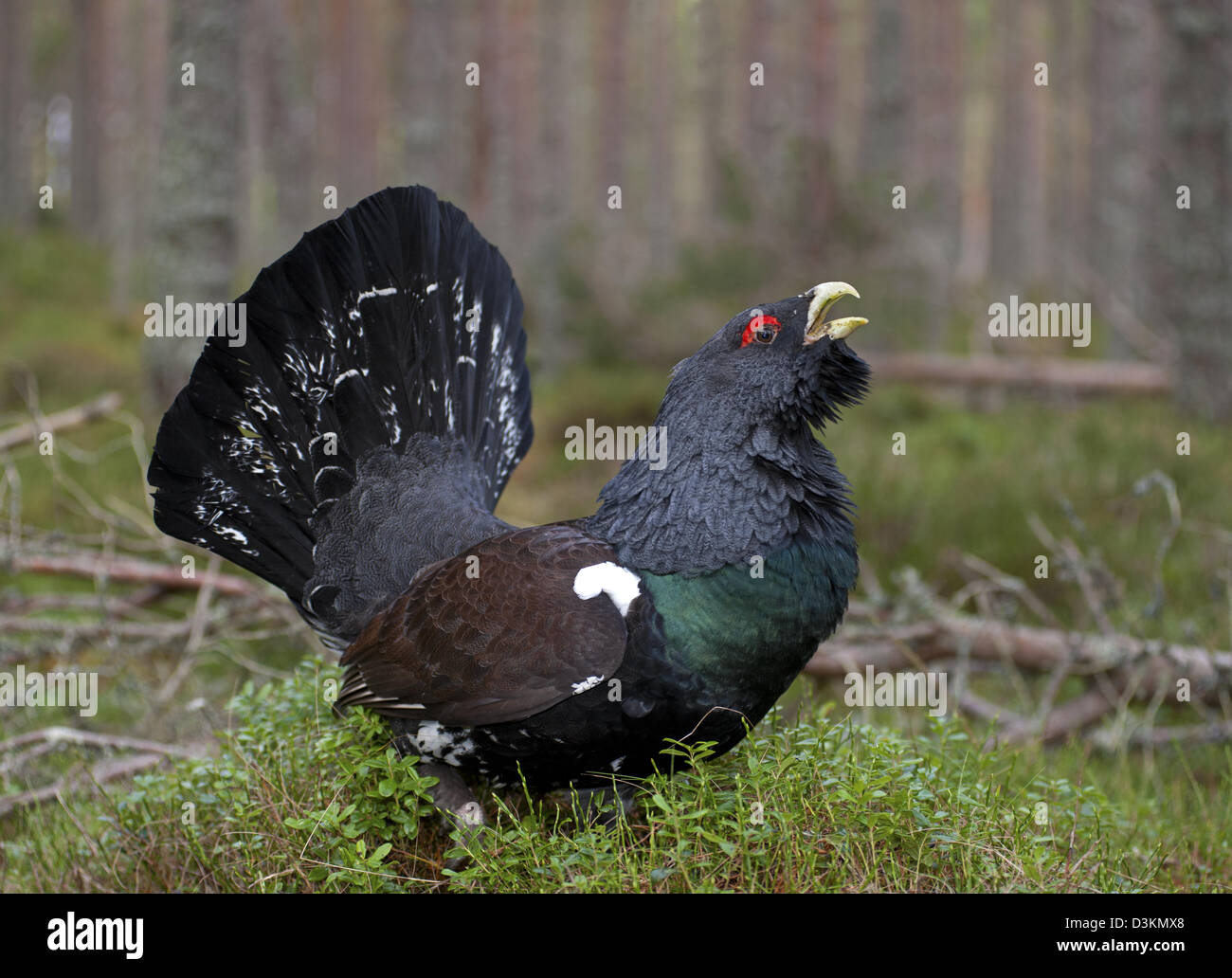 T urogallus immagini e fotografie stock ad alta risoluzione - Alamy