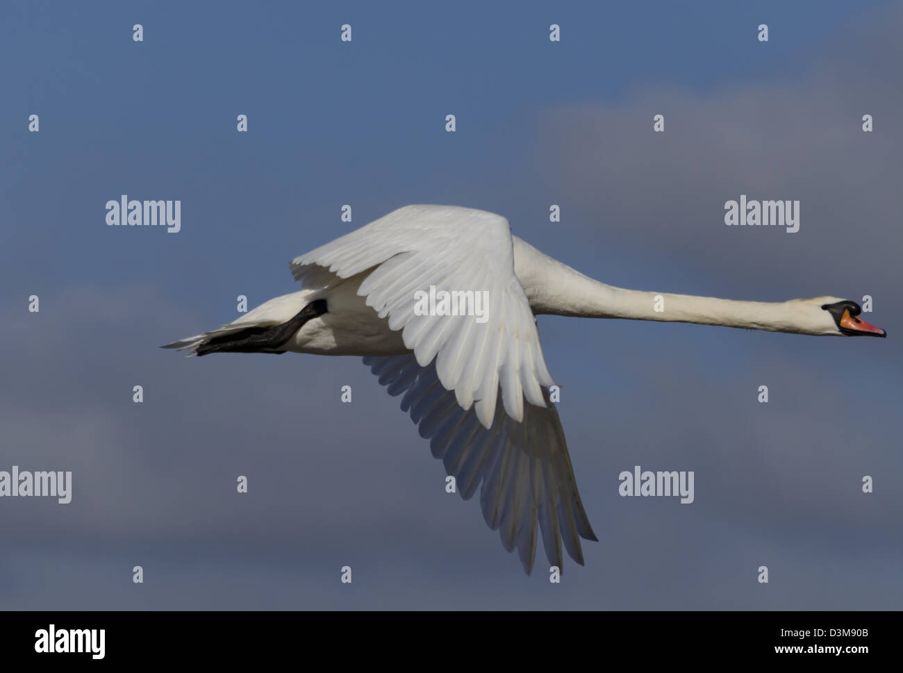 Cigno che vola in alto immagini e fotografie stock ad alta risoluzione ...