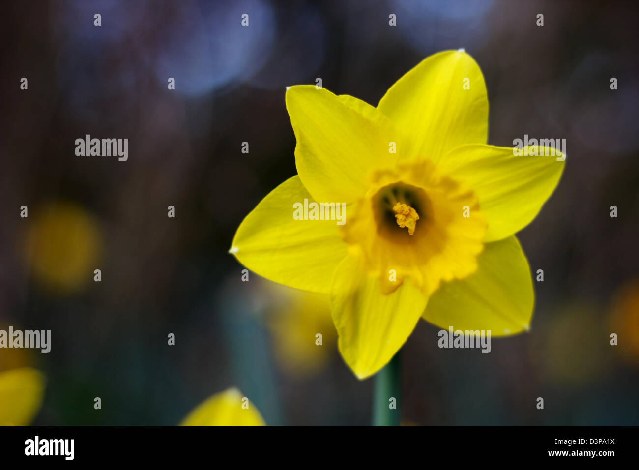 Flora y fauna de primavera immagini e fotografie stock ad alta ...