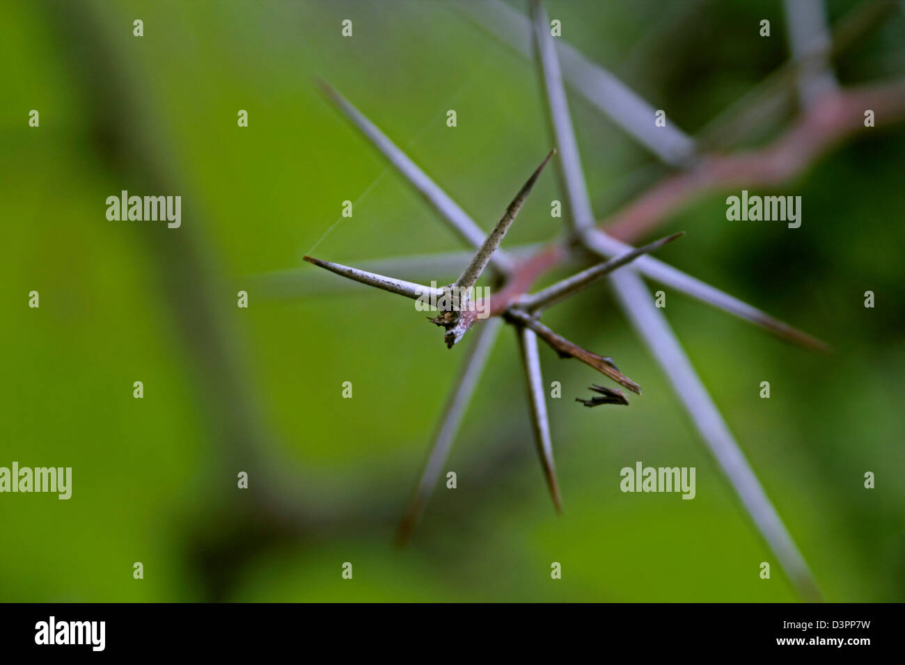 Gomma arabica, Babool, Acacia Nilotica subsp. indica, India Foto stock ...