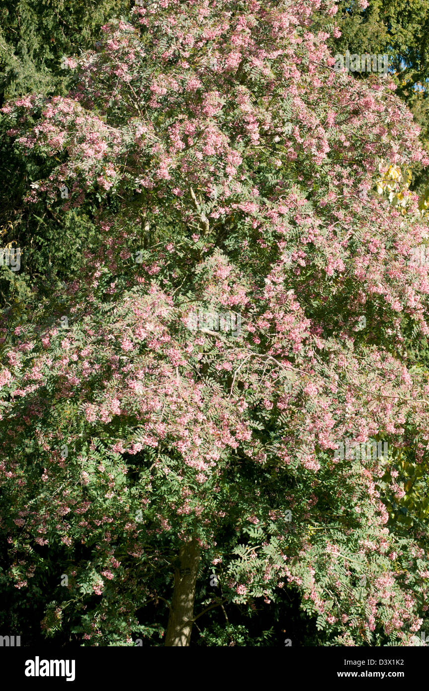 Sorbus hupehensis immagini e fotografie stock ad alta risoluzione - Alamy
