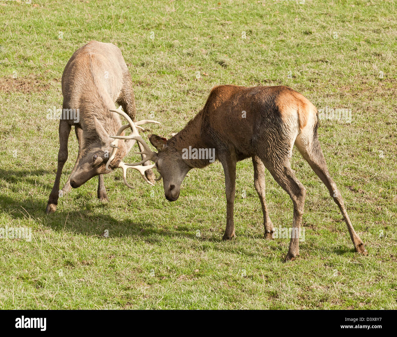 Teste di cervo con corna immagini e fotografie stock ad alta ...