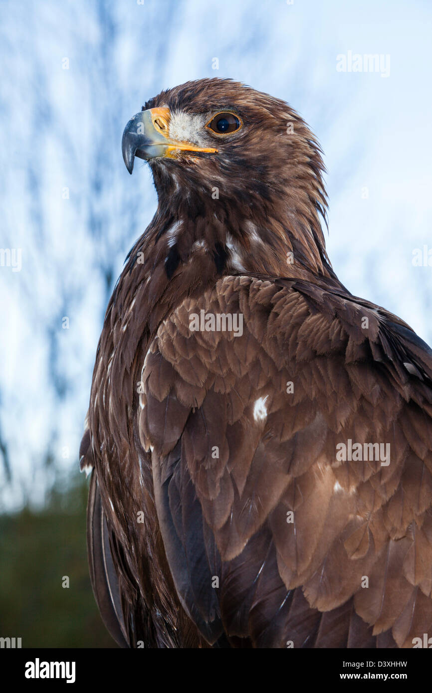 Aquila reale immagini e fotografie stock ad alta risoluzione - Alamy