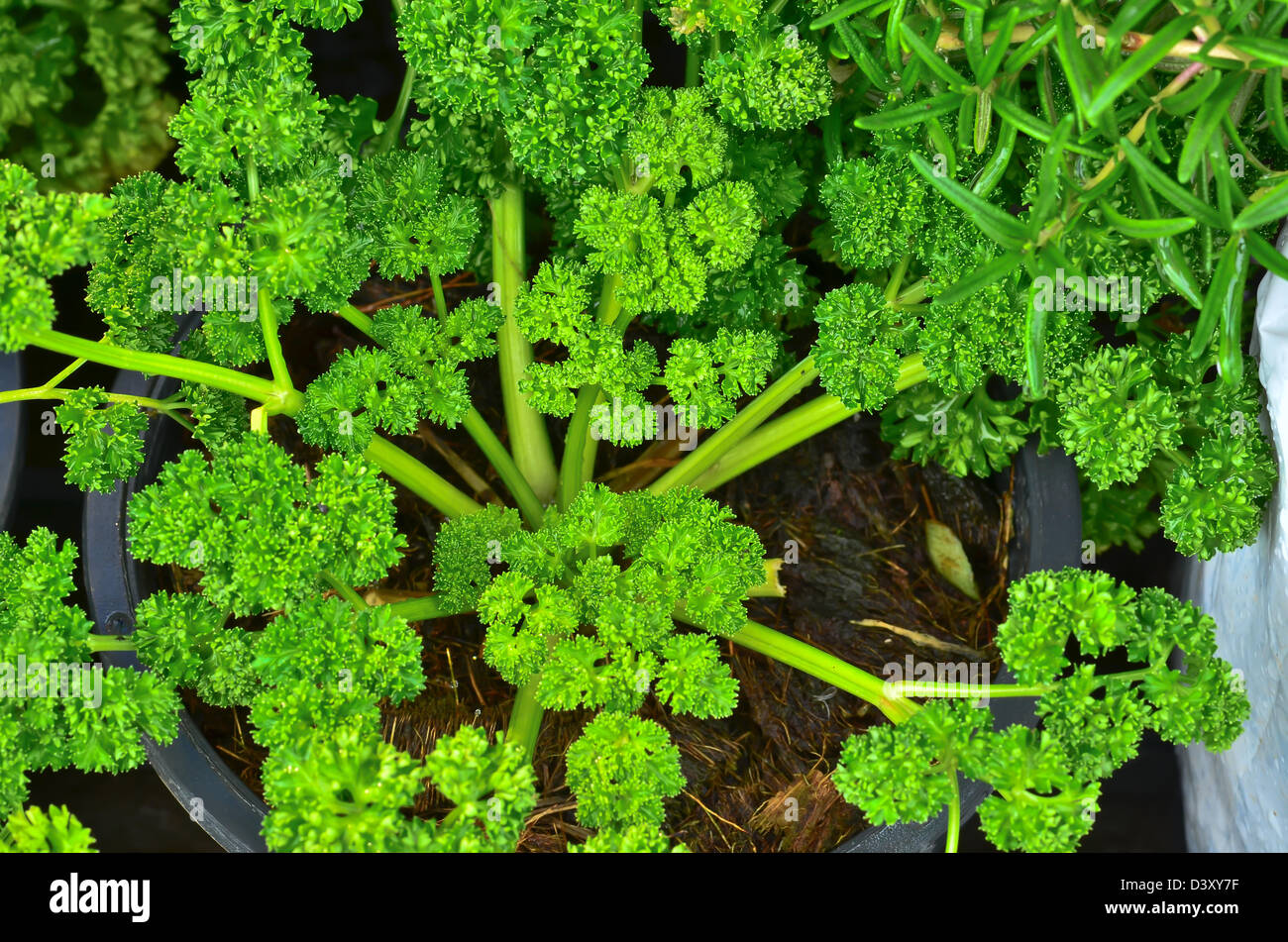 Coltivare il prezzemolo immagini e fotografie stock ad alta risoluzione ...