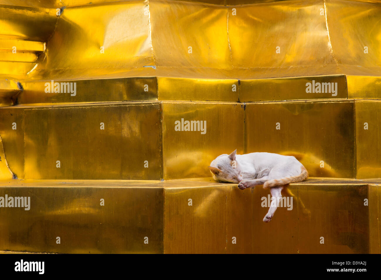 Gatto bianco e oro immagini e fotografie stock ad alta risoluzione - Alamy