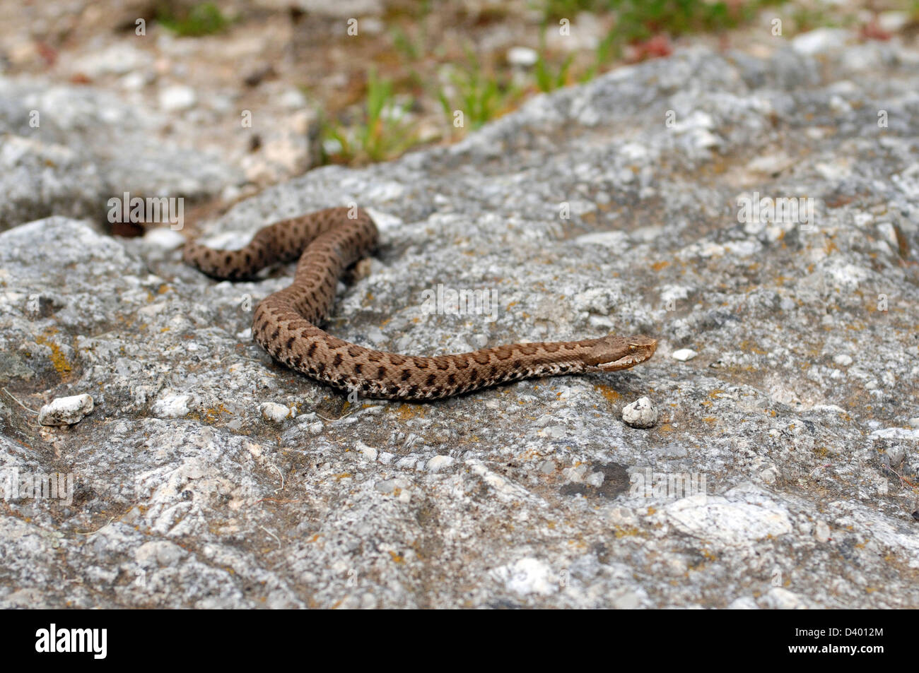 Italia Isola di Montecristo viper, Vipera aspis hugyi, Parco Nazionale ...
