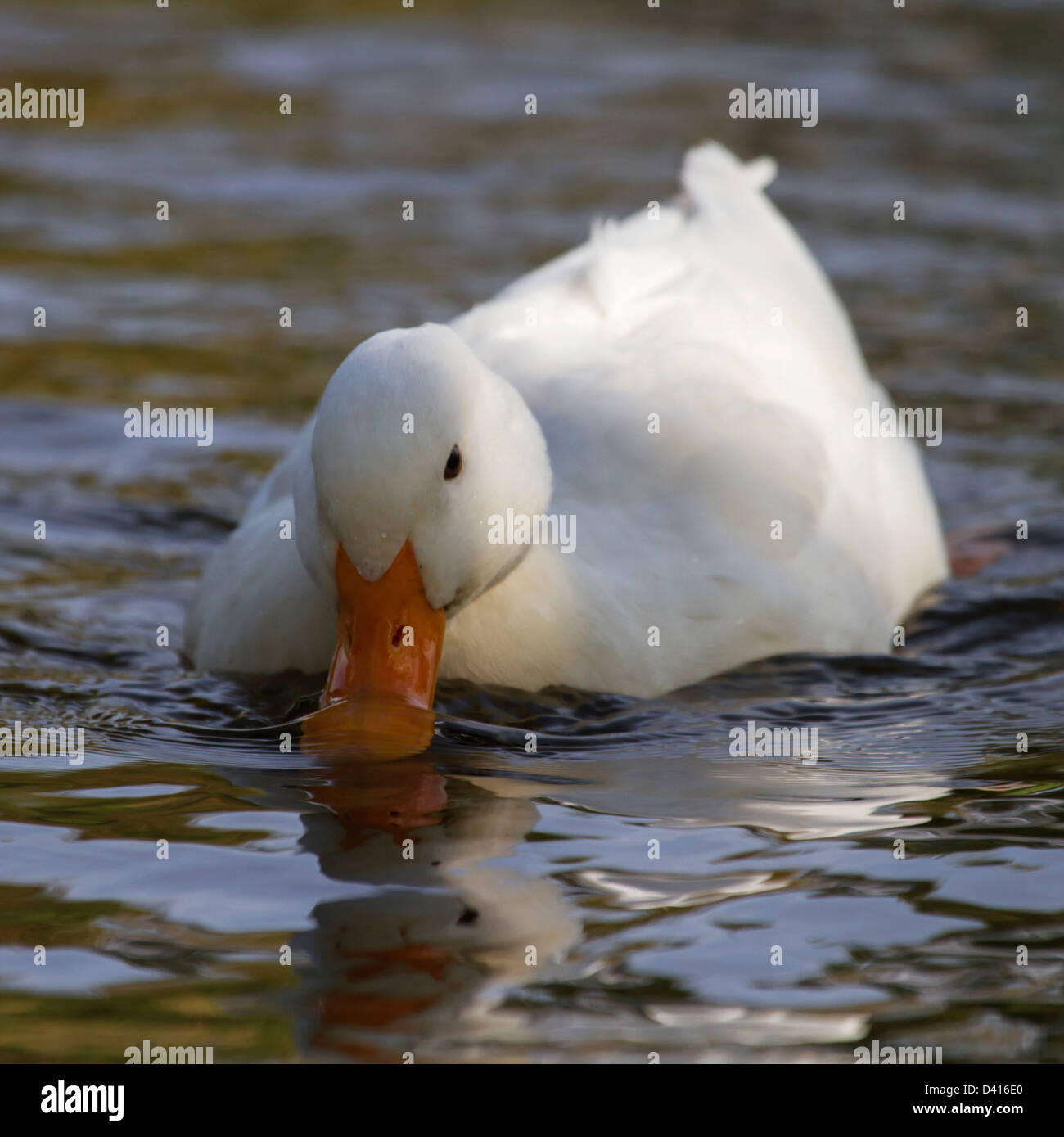 Becco d'anatra arancione immagini e fotografie stock ad alta ...