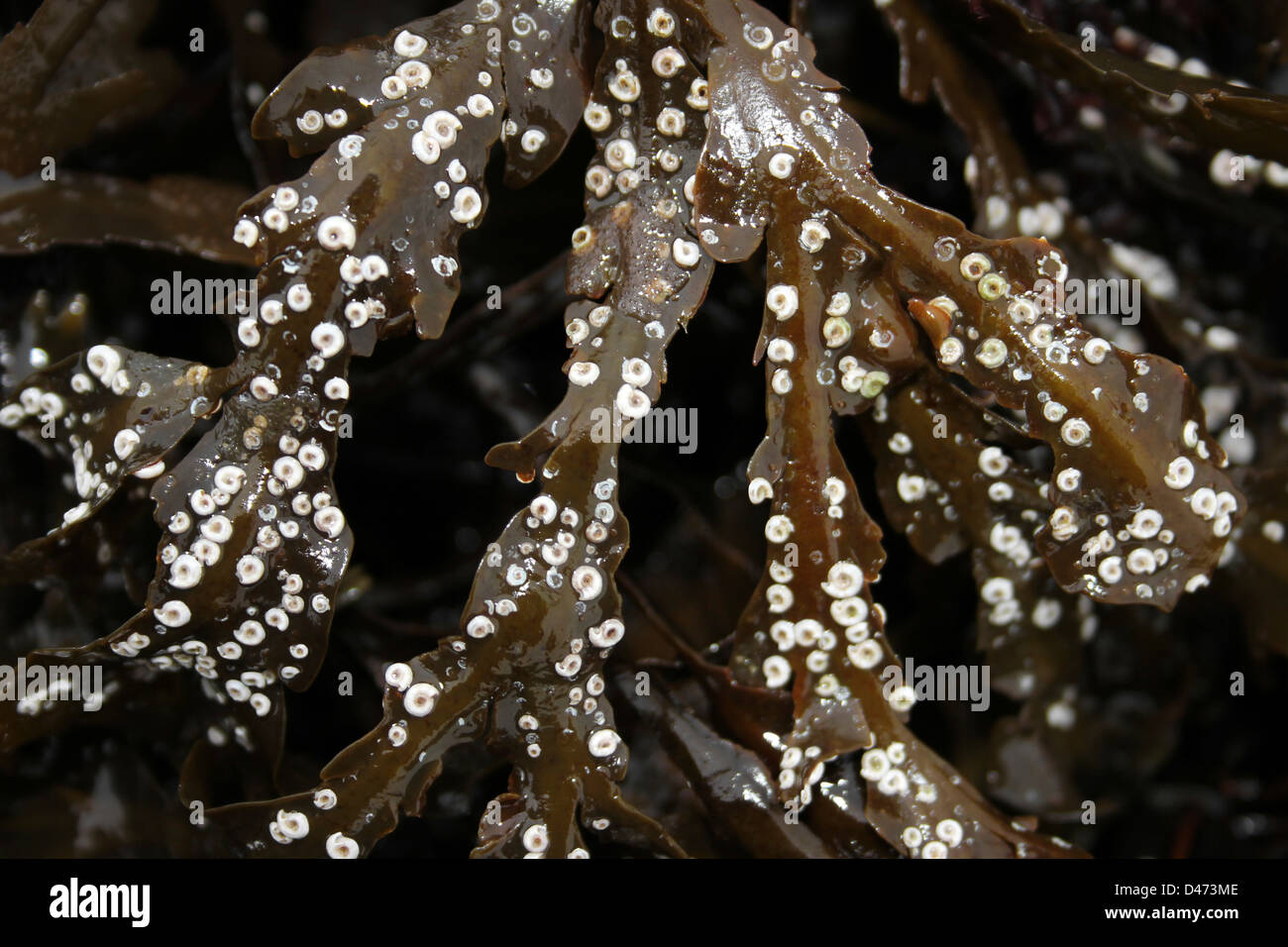 Vermi policheti marini immagini e fotografie stock ad alta risoluzione ...