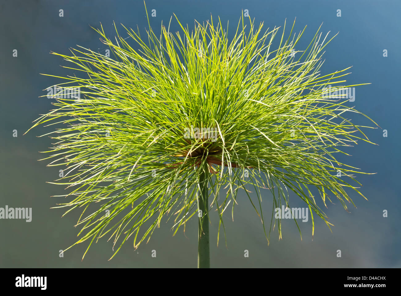Pianta acquatica di papiro immagini e fotografie stock ad alta ...