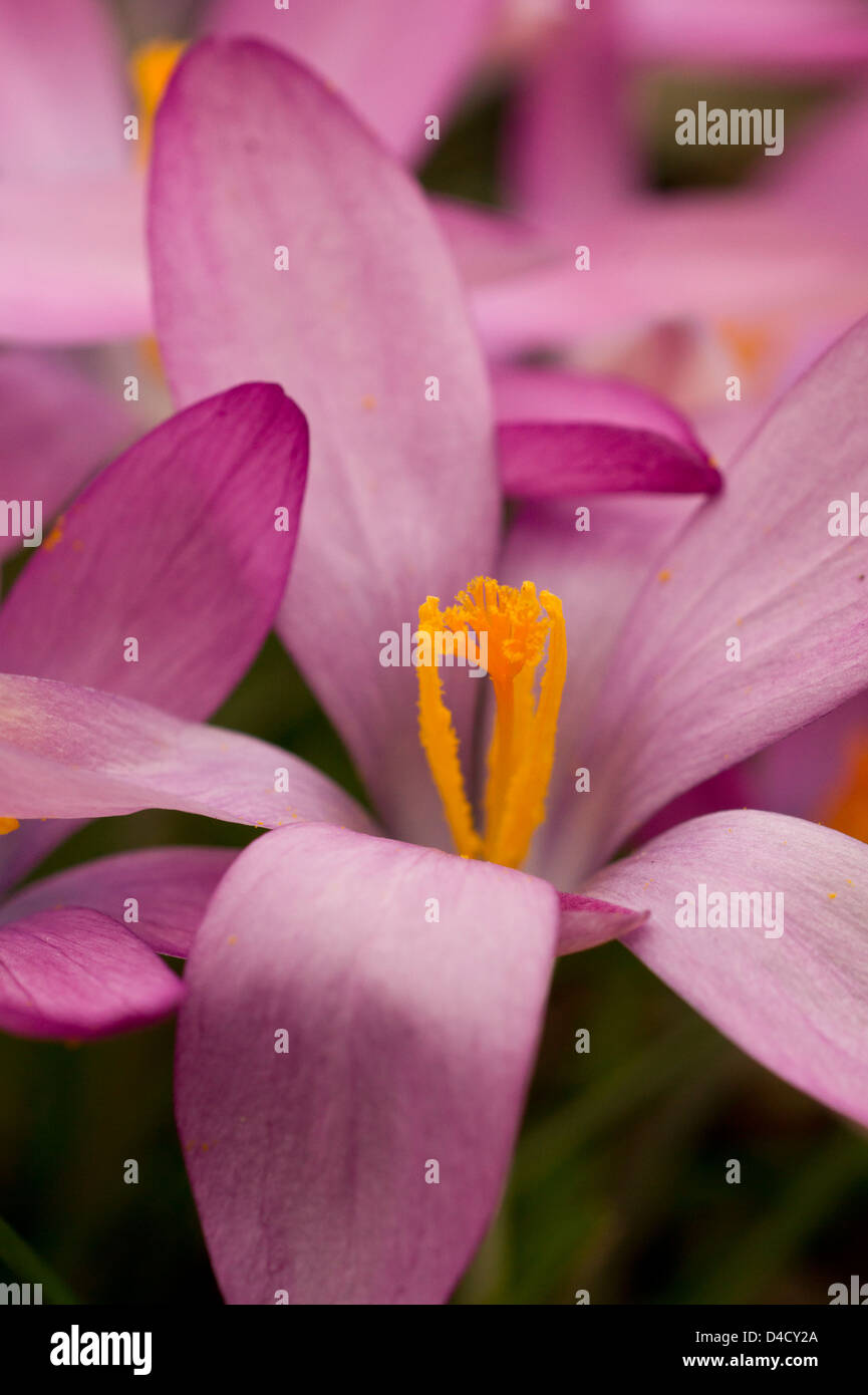 Flora a rosa immagini e fotografie stock ad alta risoluzione - Alamy