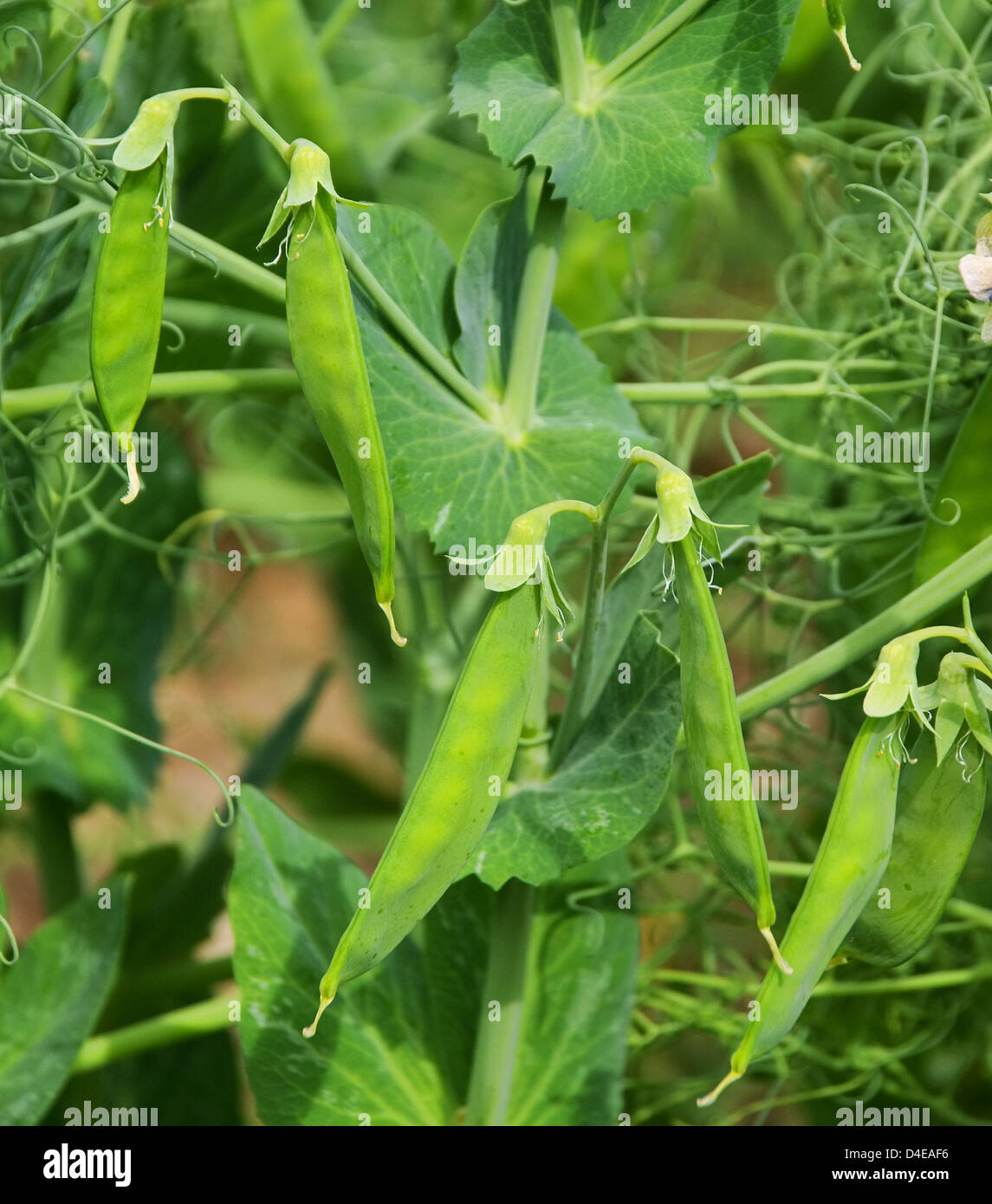 Pianta di piselli immagini e fotografie stock ad alta risoluzione - Alamy