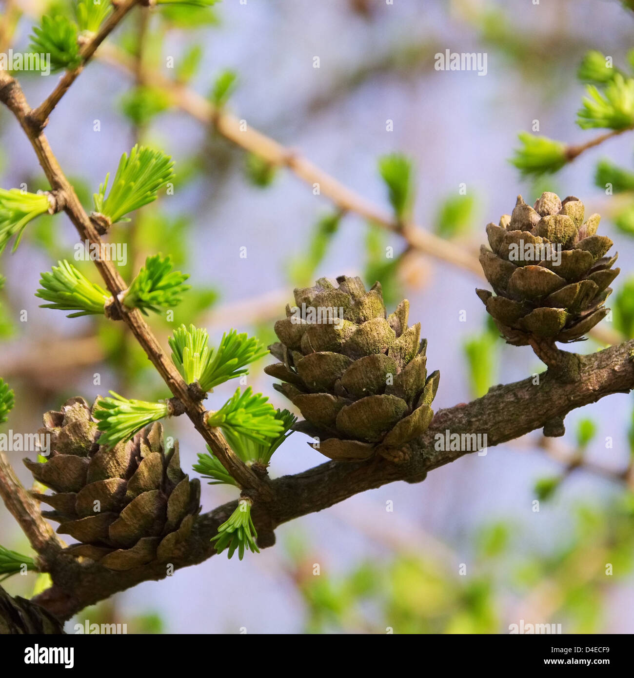 L albero di larice immagini e fotografie stock ad alta risoluzione - Alamy