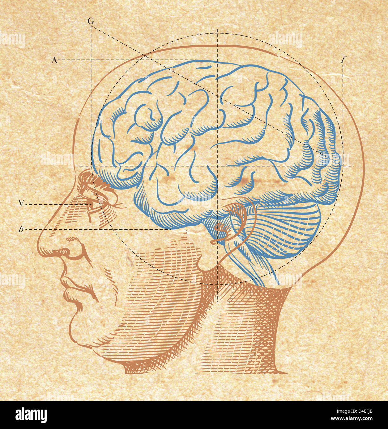 Diagramma del cervello umano immagini e fotografie stock ad alta ...