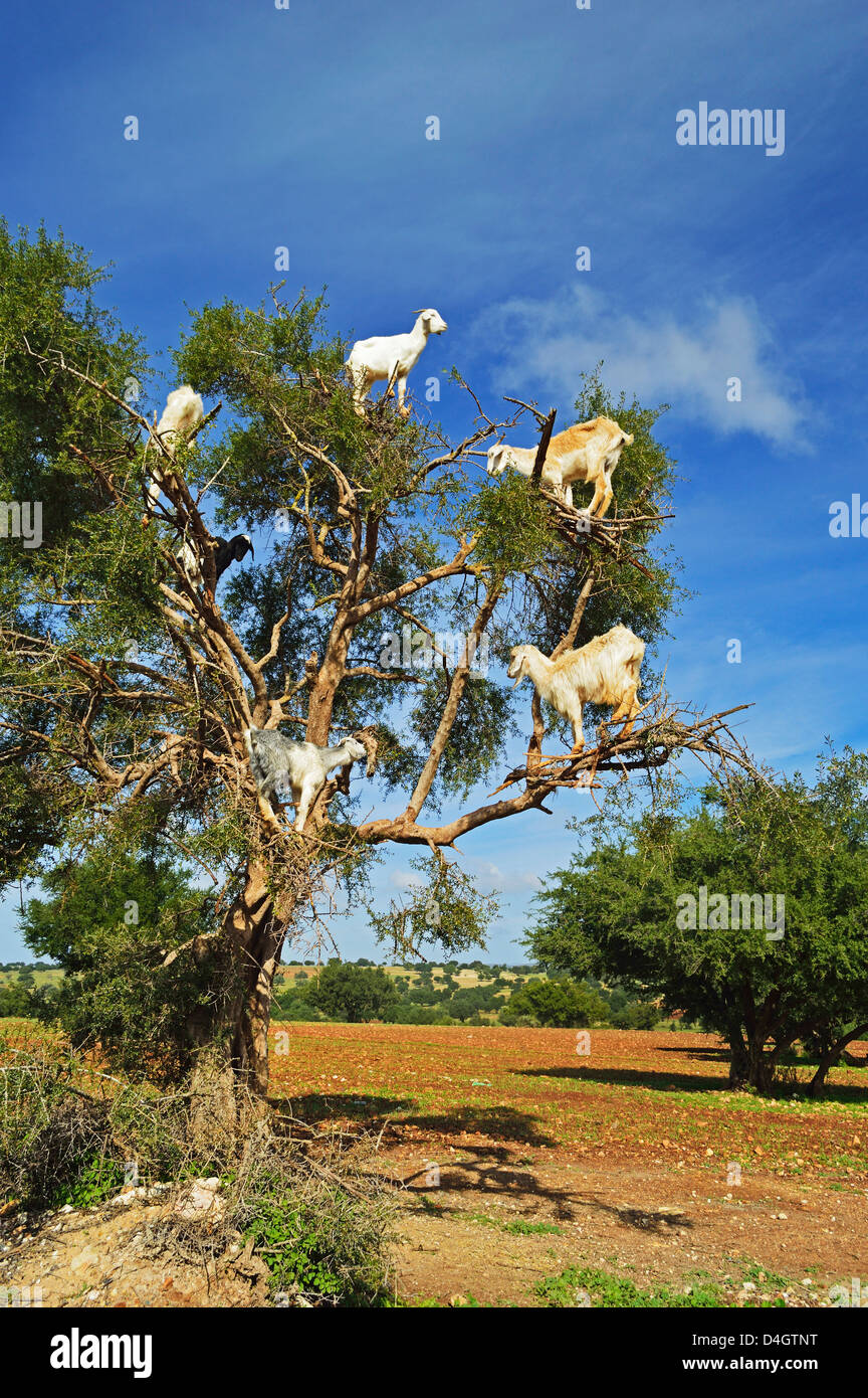 L'albero delle capre immagini e fotografie stock ad alta risoluzione ...