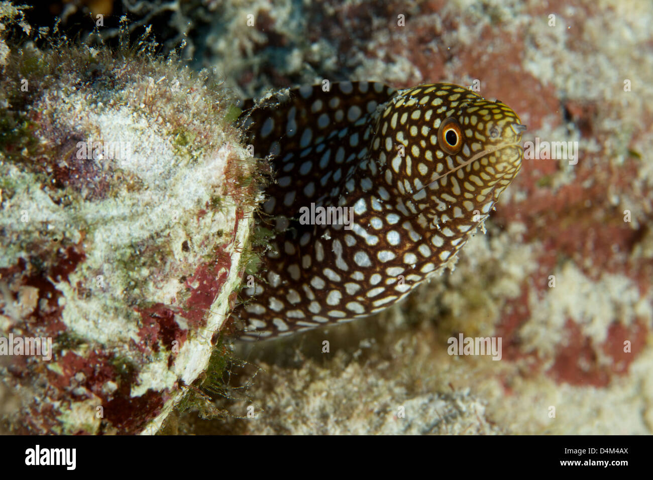 Murena di biancospino immagini e fotografie stock ad alta risoluzione ...