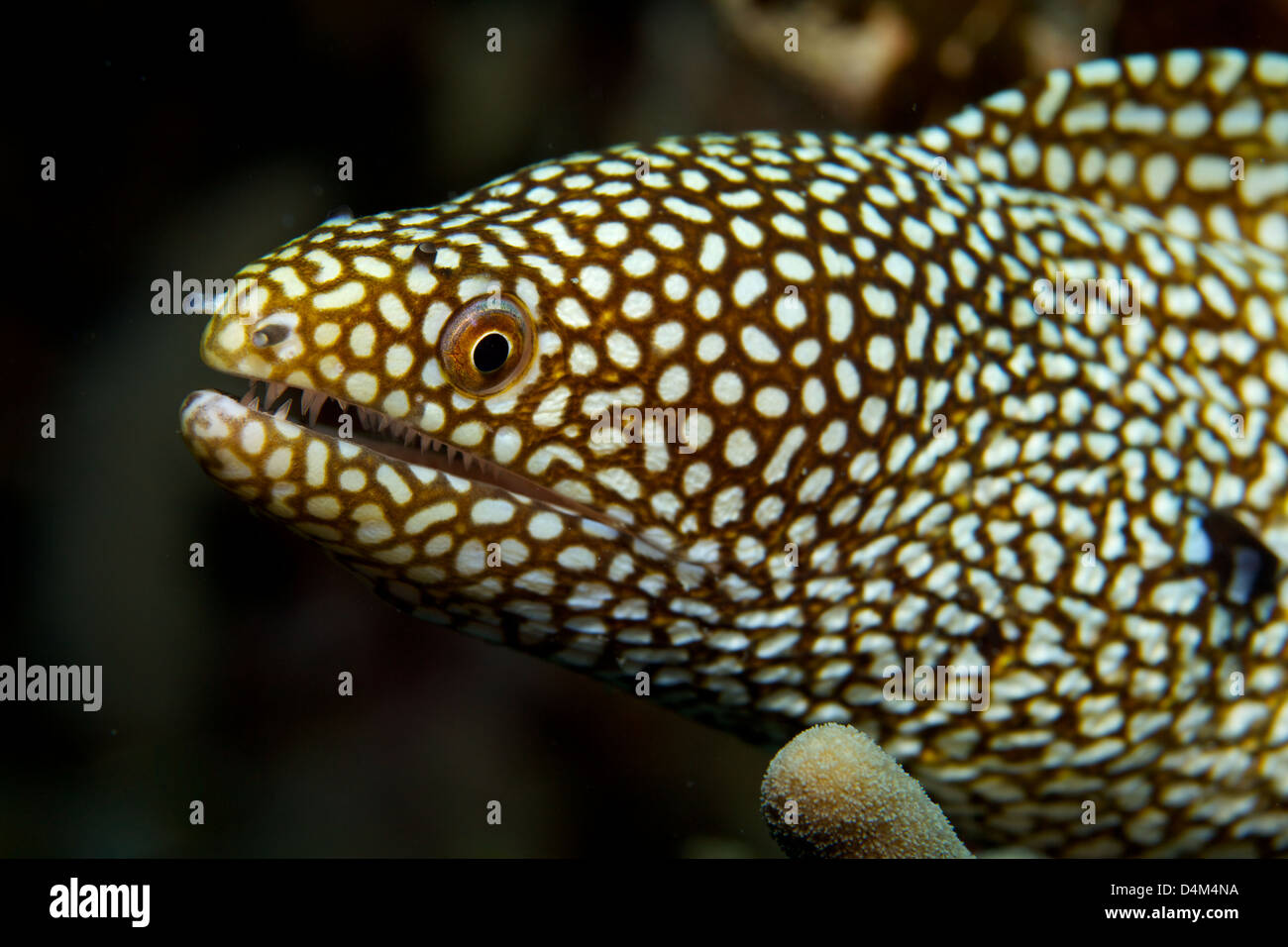 Murena di biancospino immagini e fotografie stock ad alta risoluzione ...