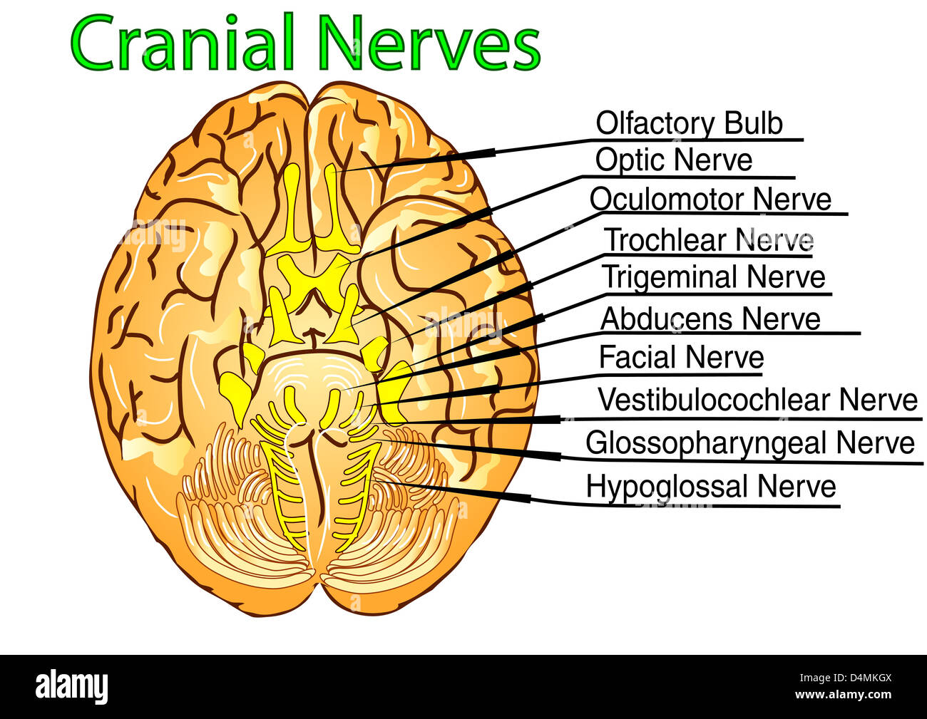 Nervi cranici immagini e fotografie stock ad alta risoluzione - Alamy