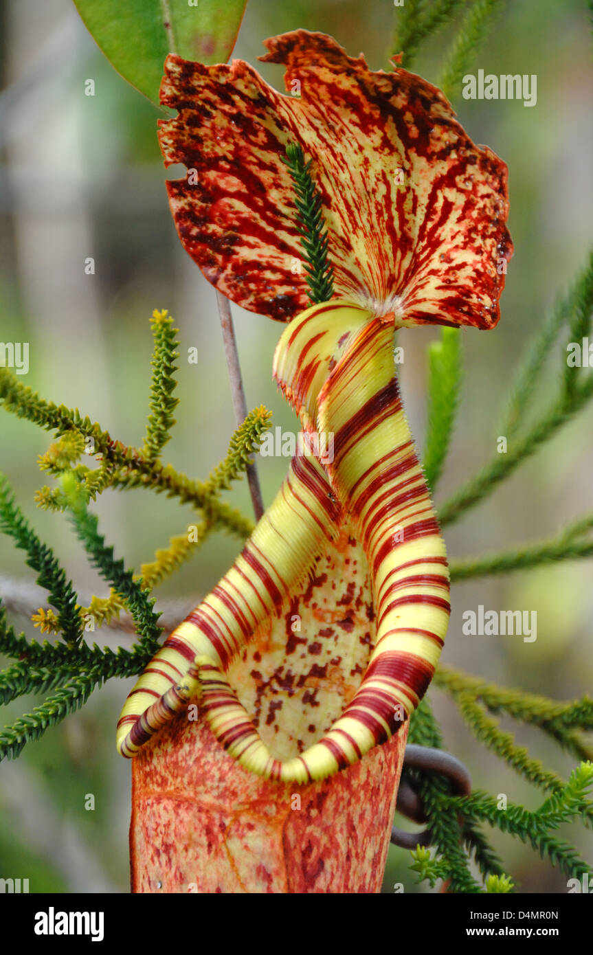 Raffles pitcher plant immagini e fotografie stock ad alta risoluzione ...