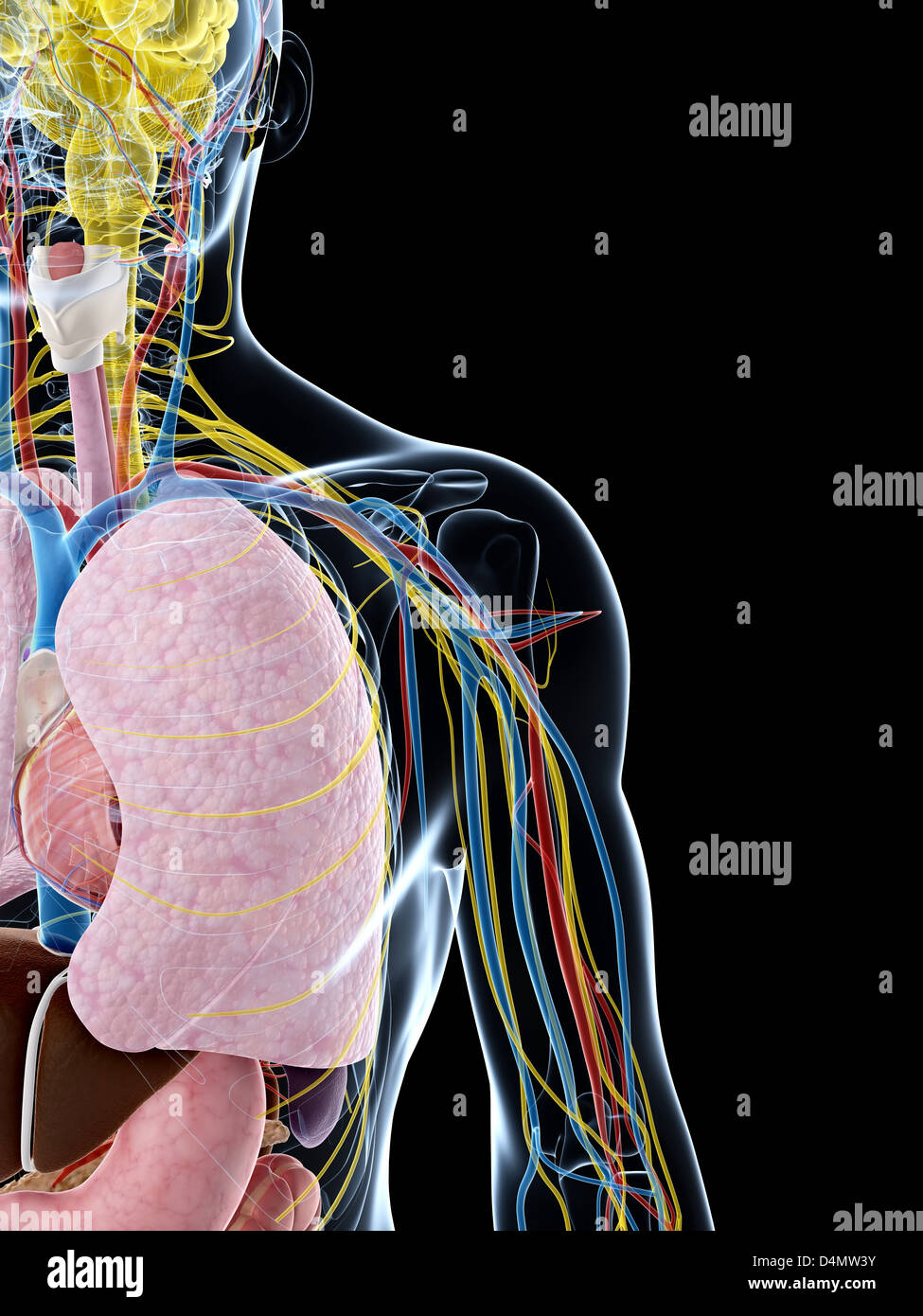 Anatomia corpo umano maschile immagini e fotografie stock ad alta ...