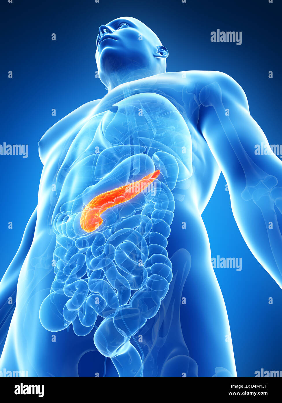 Anatomia del fegato e del pancreas immagini e fotografie stock ad alta ...