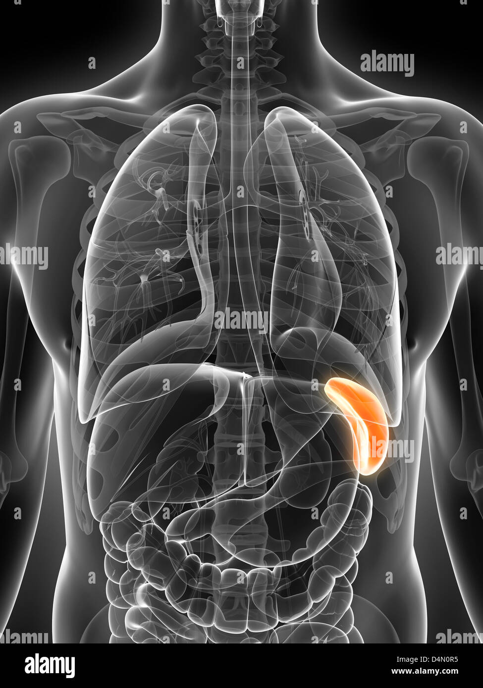 Anatomia della milza immagini e fotografie stock ad alta risoluzione ...
