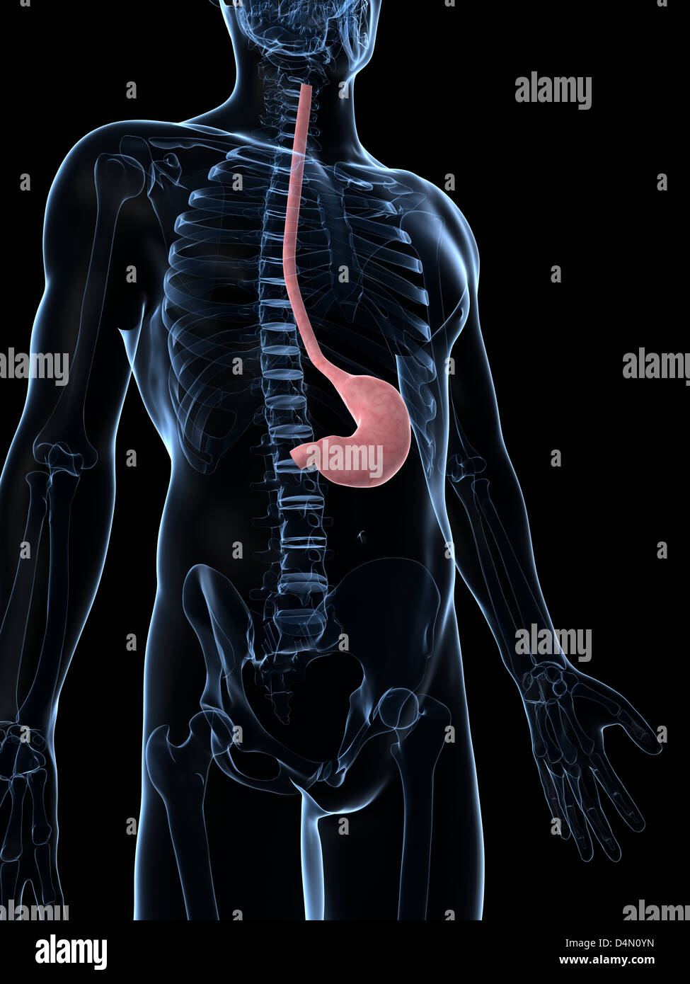 Anatomia corpo umano stomaco gastrico digestivo immagini e fotografie ...