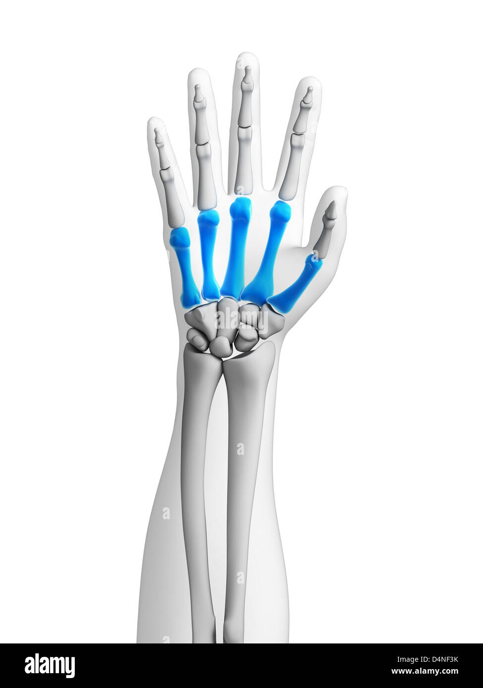 Anatomia della mano umana immagini e fotografie stock ad alta ...